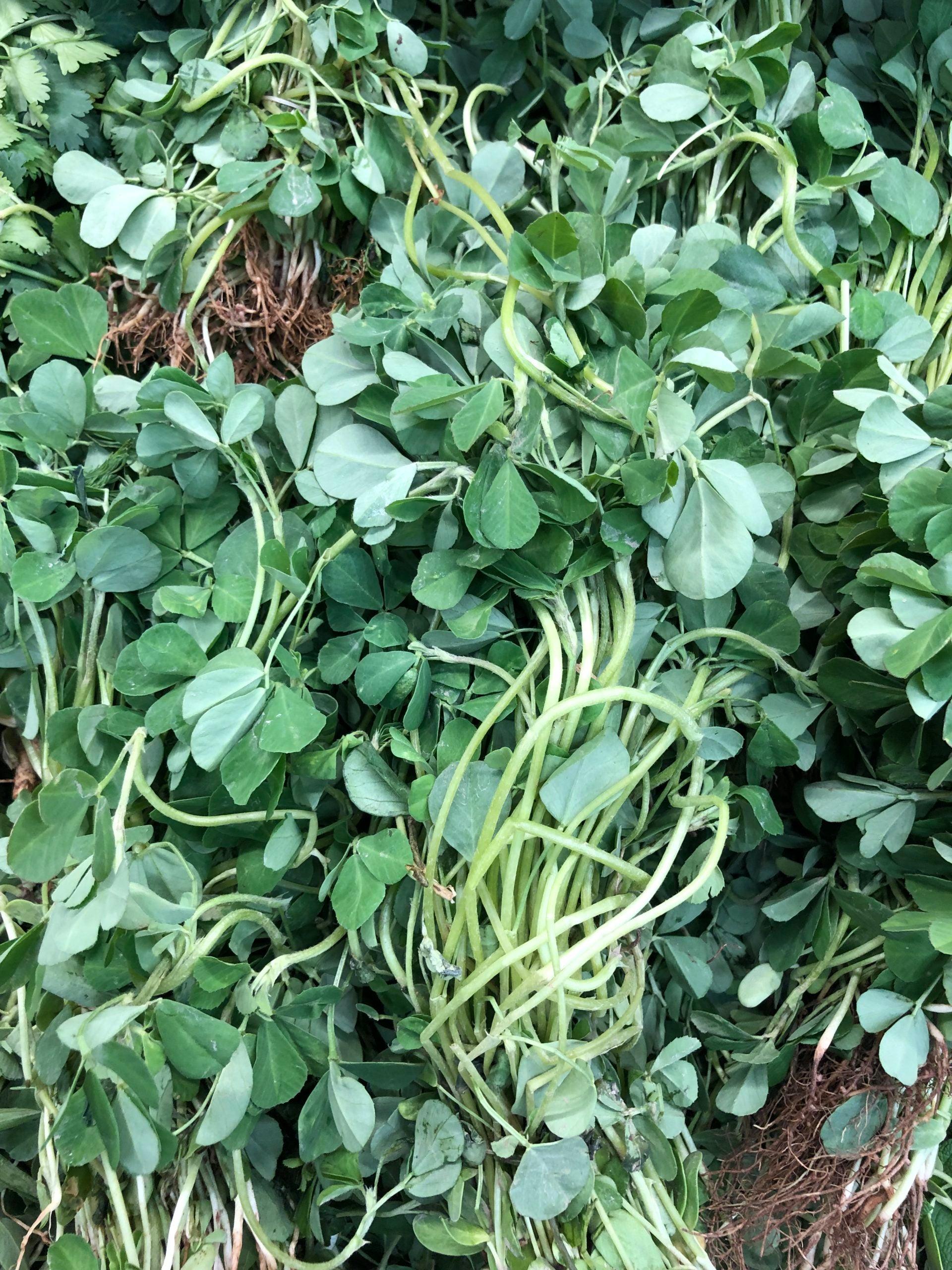 METHI-FENUGREEK bunch by at apniroots Indian Grocery Store Online ...