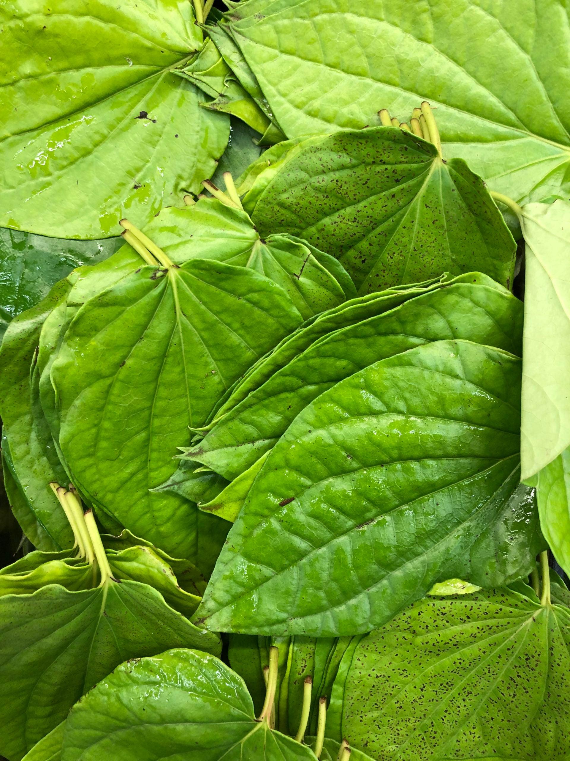 PAAN LEAF - 10 leafs by at apniroots Indian Grocery Store Online ...