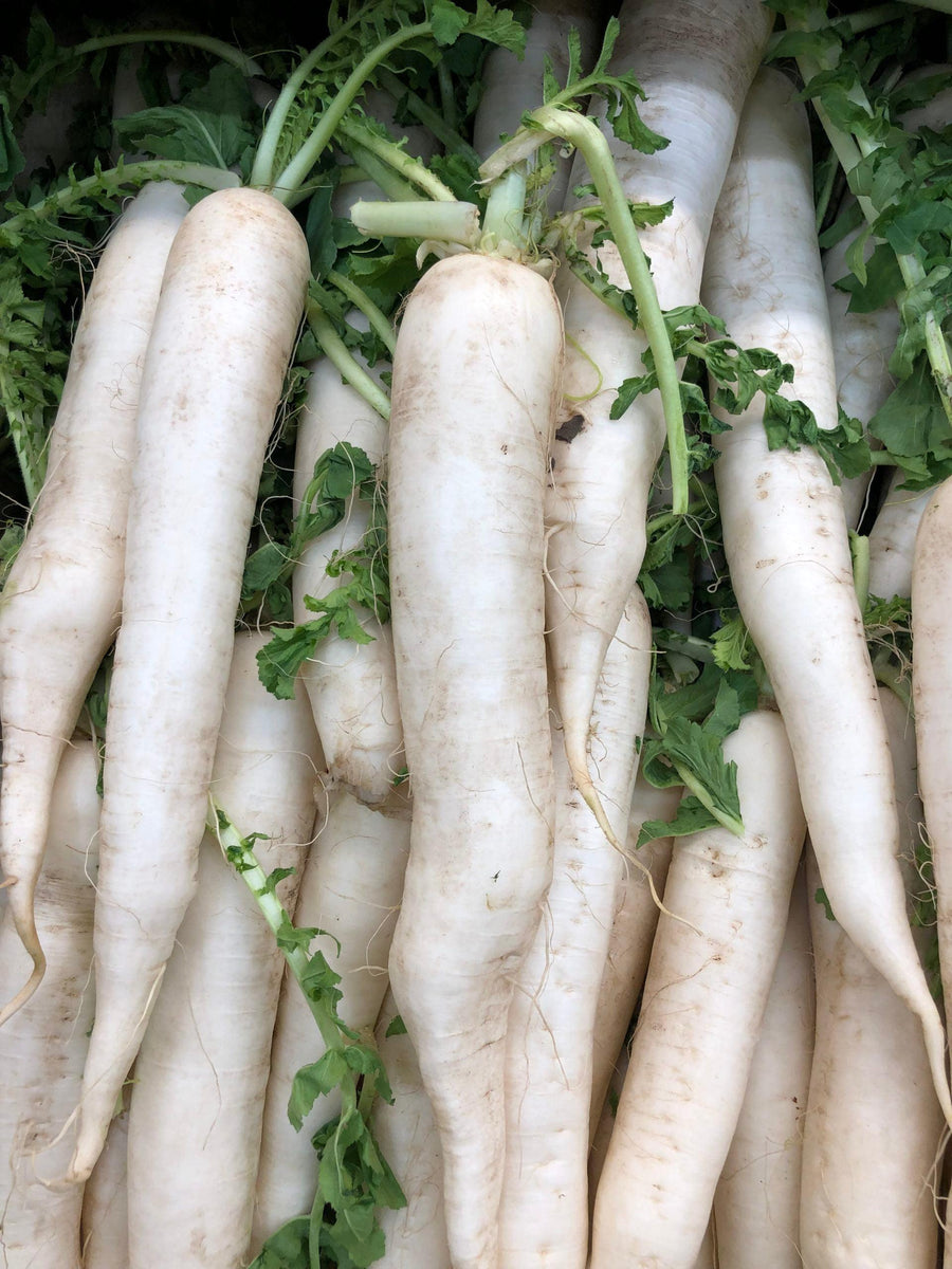 RADISH LARGE (MOOLI) DAIKON each by at apniroots Indian Grocery Store ...